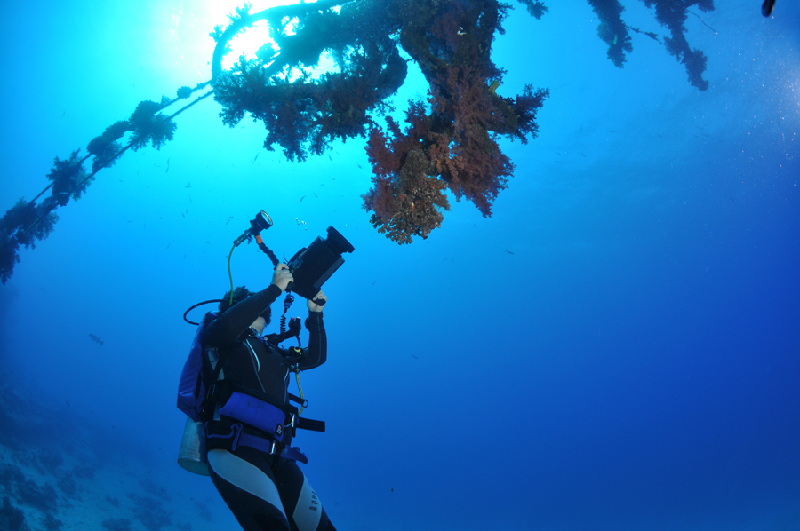 Test du caisson Mangrove en Mer Rouge - Plongeuse.eu